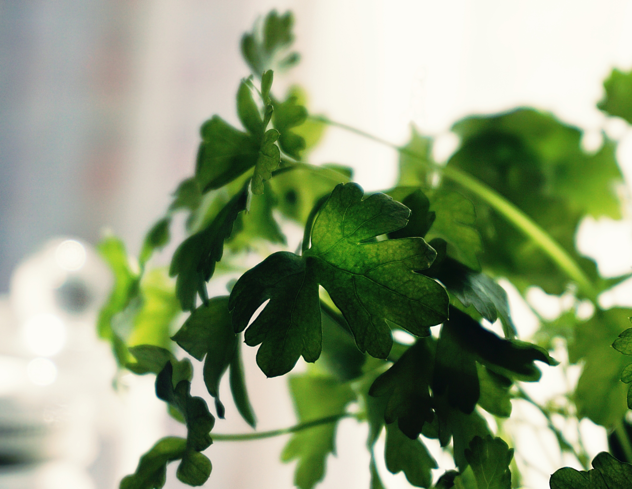 How to Grow Cilantro from Cuttings: A Step-by-Step Guide - Green Herb Guru