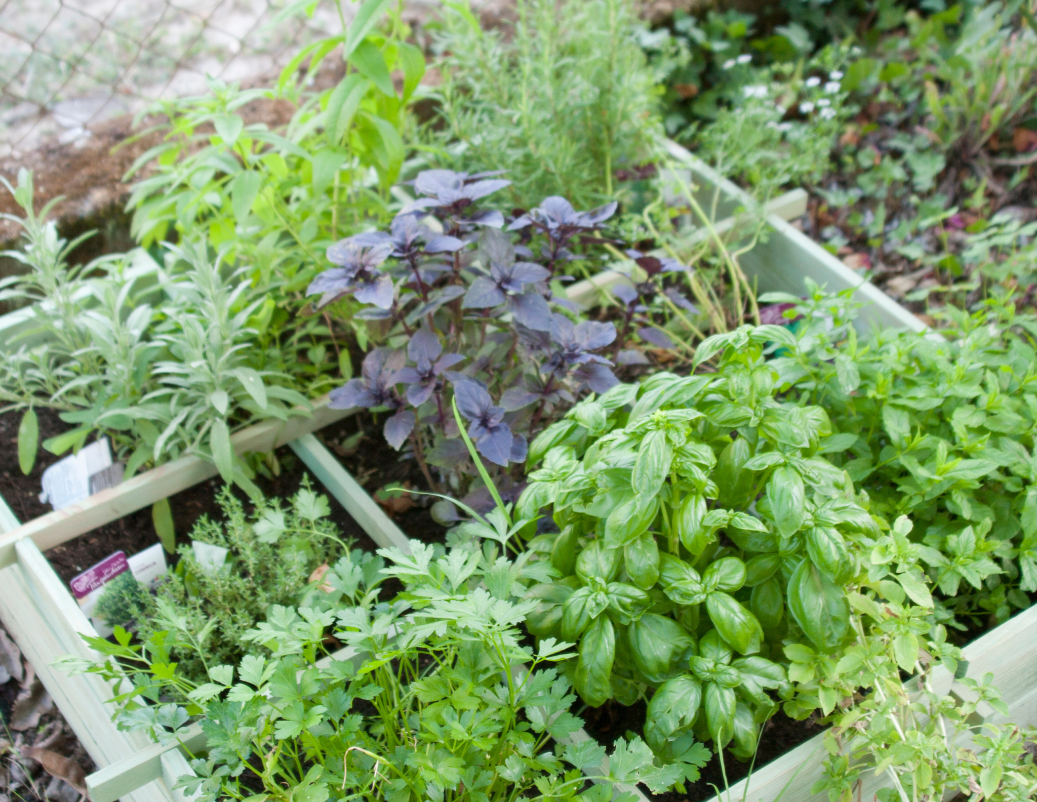 Planning Your Perfect Herb Garden: The Complete Guide - Green Herb Guru