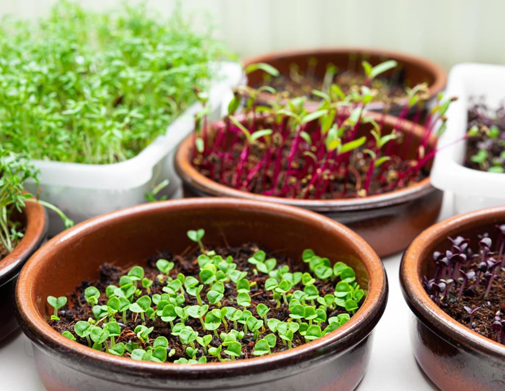 Kitchen Herb Micro-Gardens: Your Complete Guide to Windowsill Growing ...